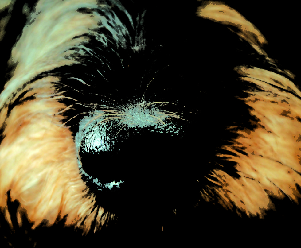 Nosework Classes | Clever Canine